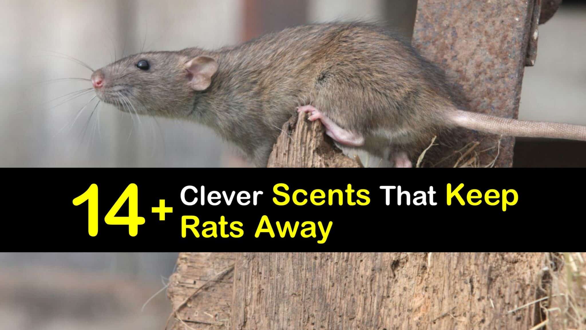 Deterring Rats With Smells - Top Tips for Rat Odor Repellents
