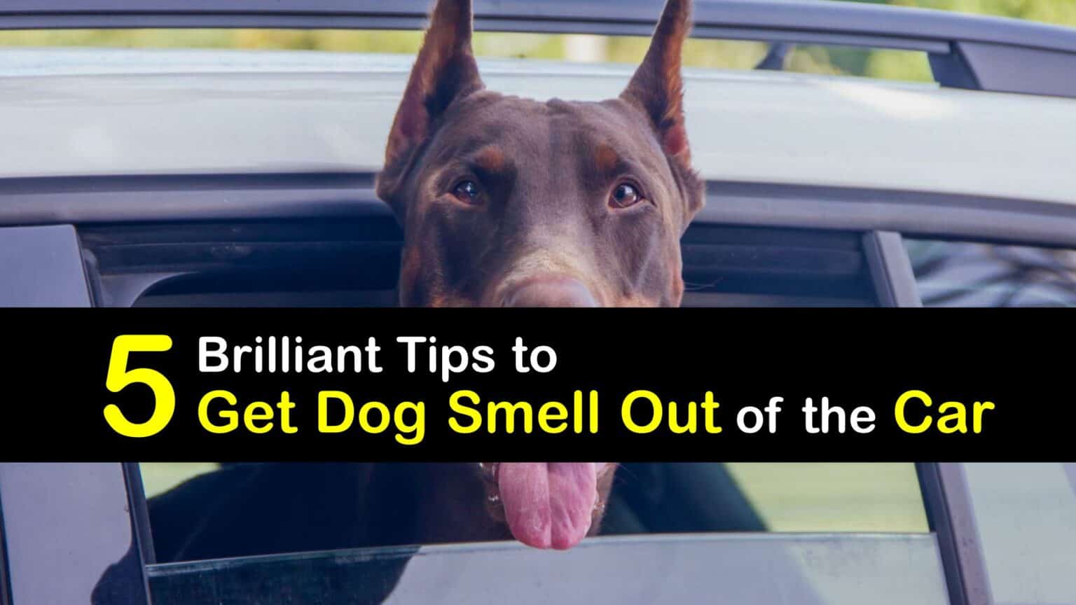 Dog Smells - Amazing Ways to Eliminate Dog Odors in Your Car
