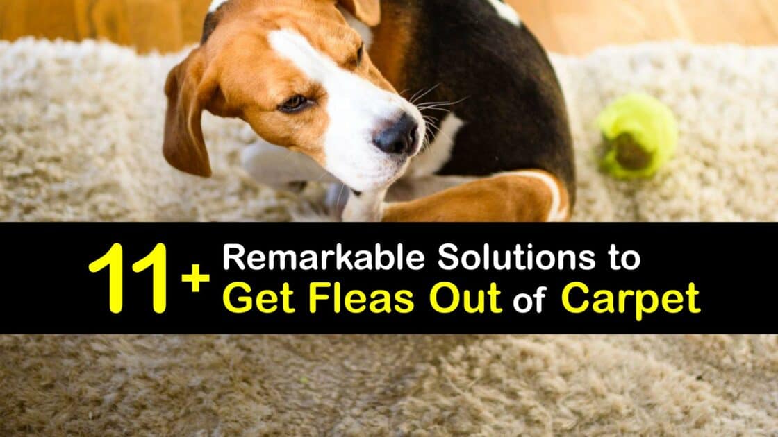 Flea Removal - Compelling Tips to Remove Fleas From Carpet