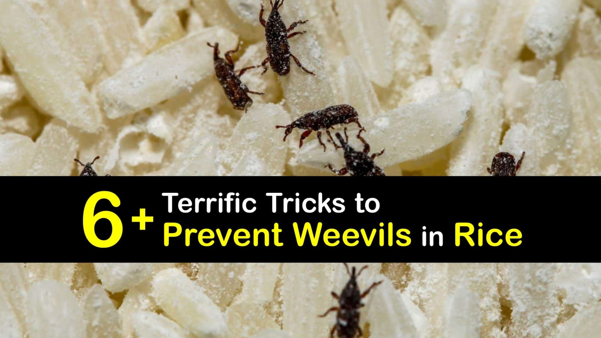 Preventing Weevils - Fast Tricks for Keeping Weevils Out of Rice