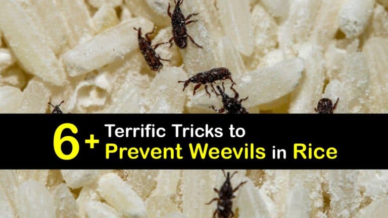 Preventing Weevils - Fast Tricks for Keeping Weevils Out of Rice