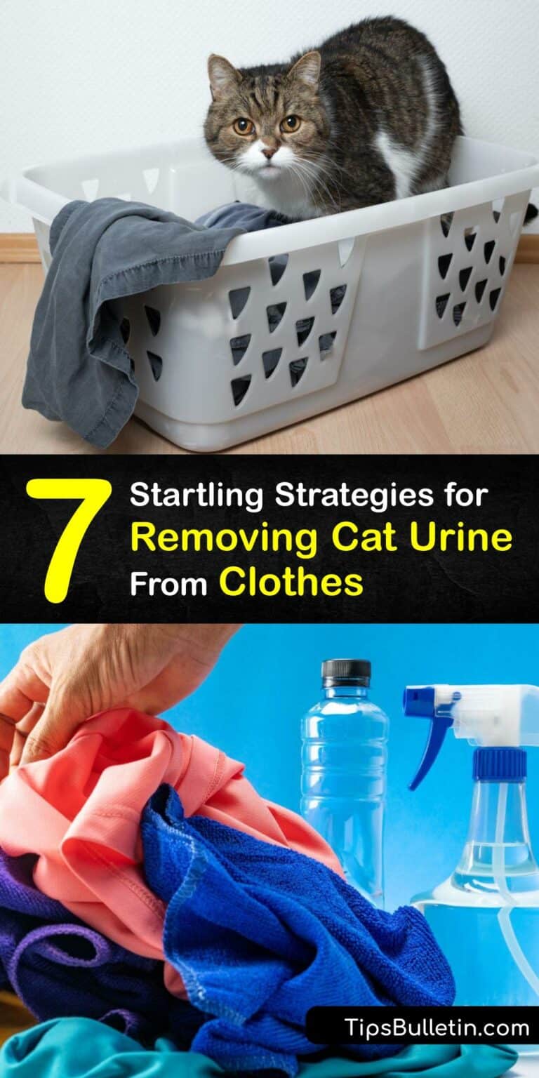 Cleaning Cat Urine - Easy Tricks for Getting Cat Pee off Clothes