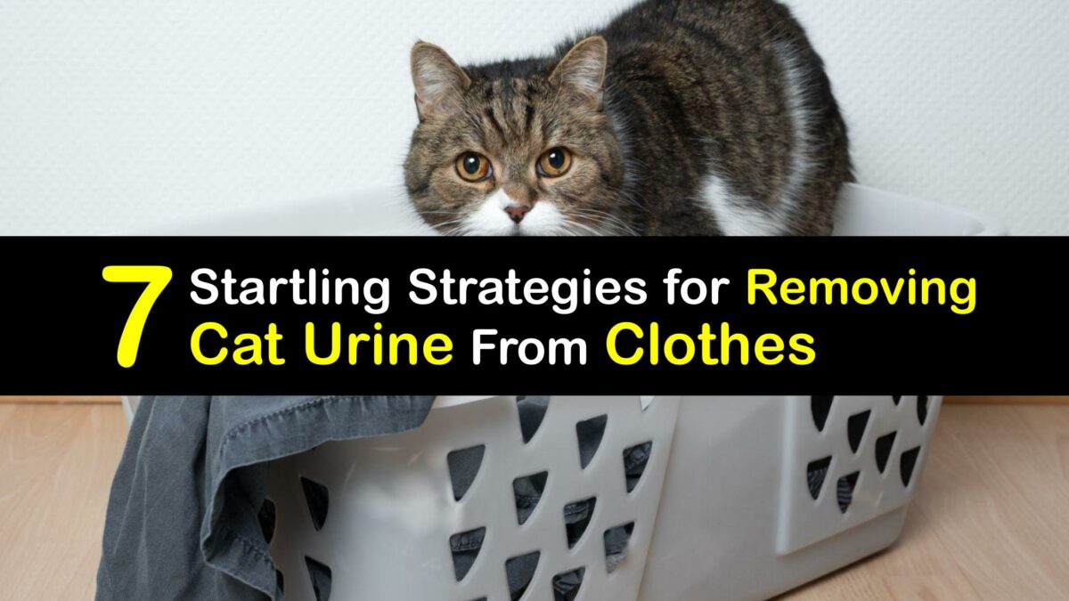 Cleaning Cat Urine - Easy Tricks for Getting Cat Pee off Clothes