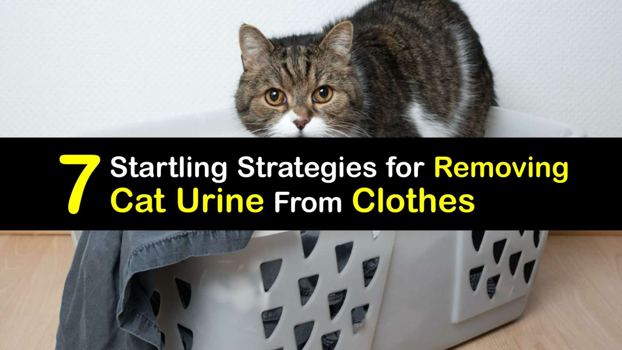 Cleaning Cat Urine - Easy Tricks for Getting Cat Pee off Clothes