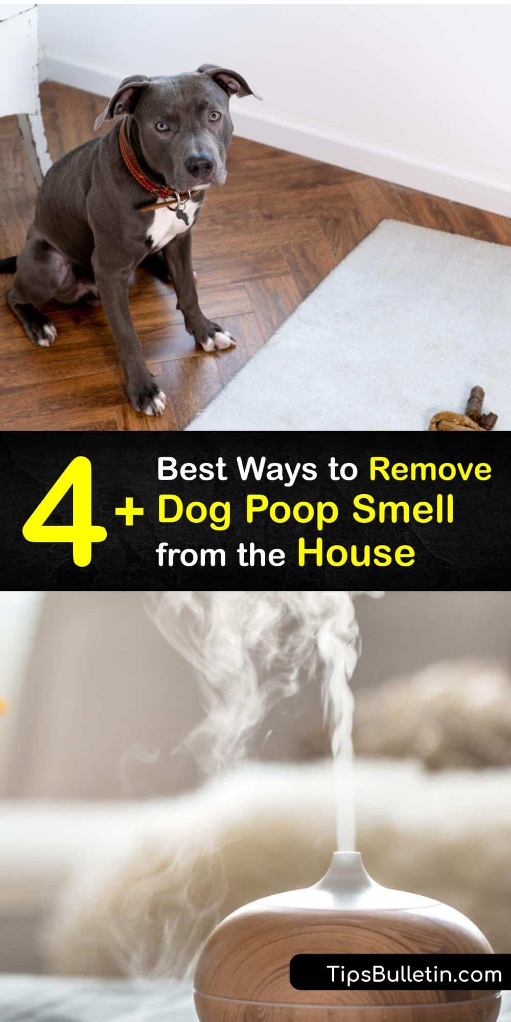 Eliminate Dog Poop Odors - Get Rid of Smells in the House