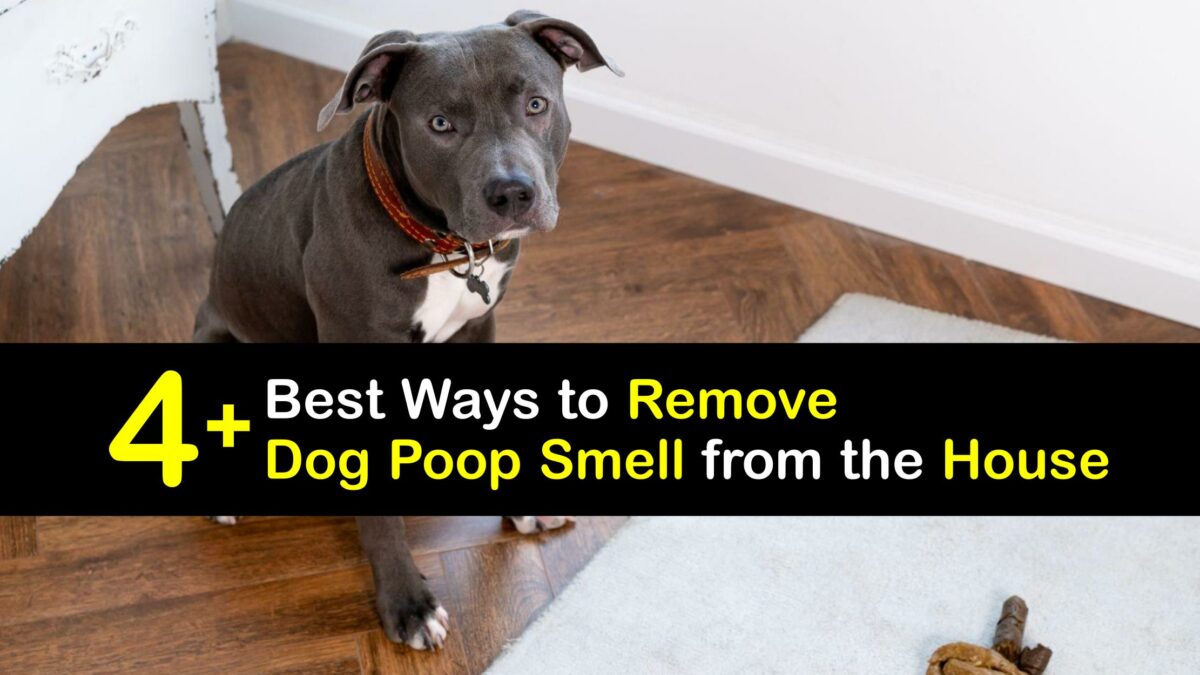 Eliminate Dog Poop Odors - Get Rid of Smells in the House