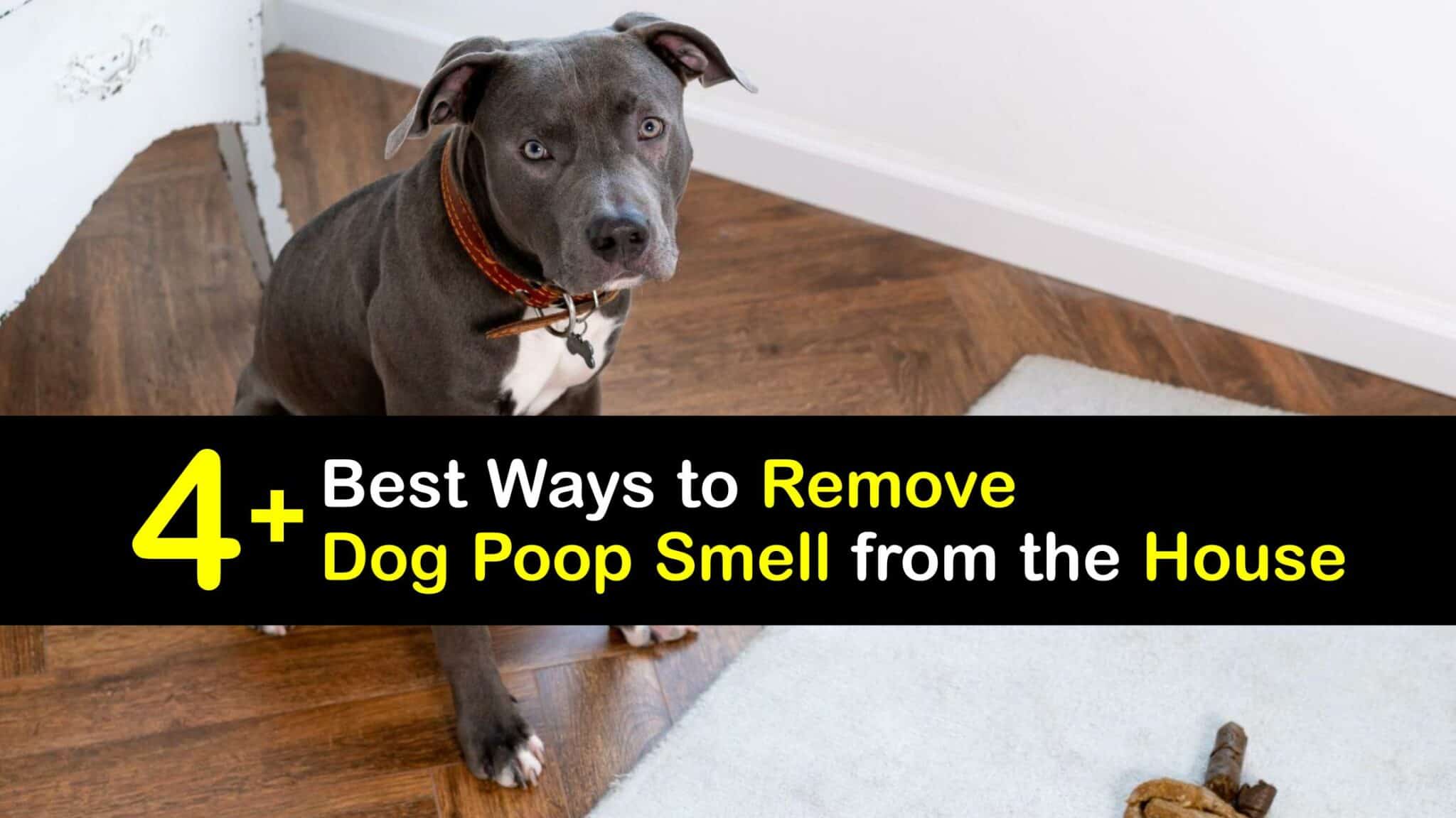 Eliminate Dog Poop Odors - Get Rid of Smells in the House