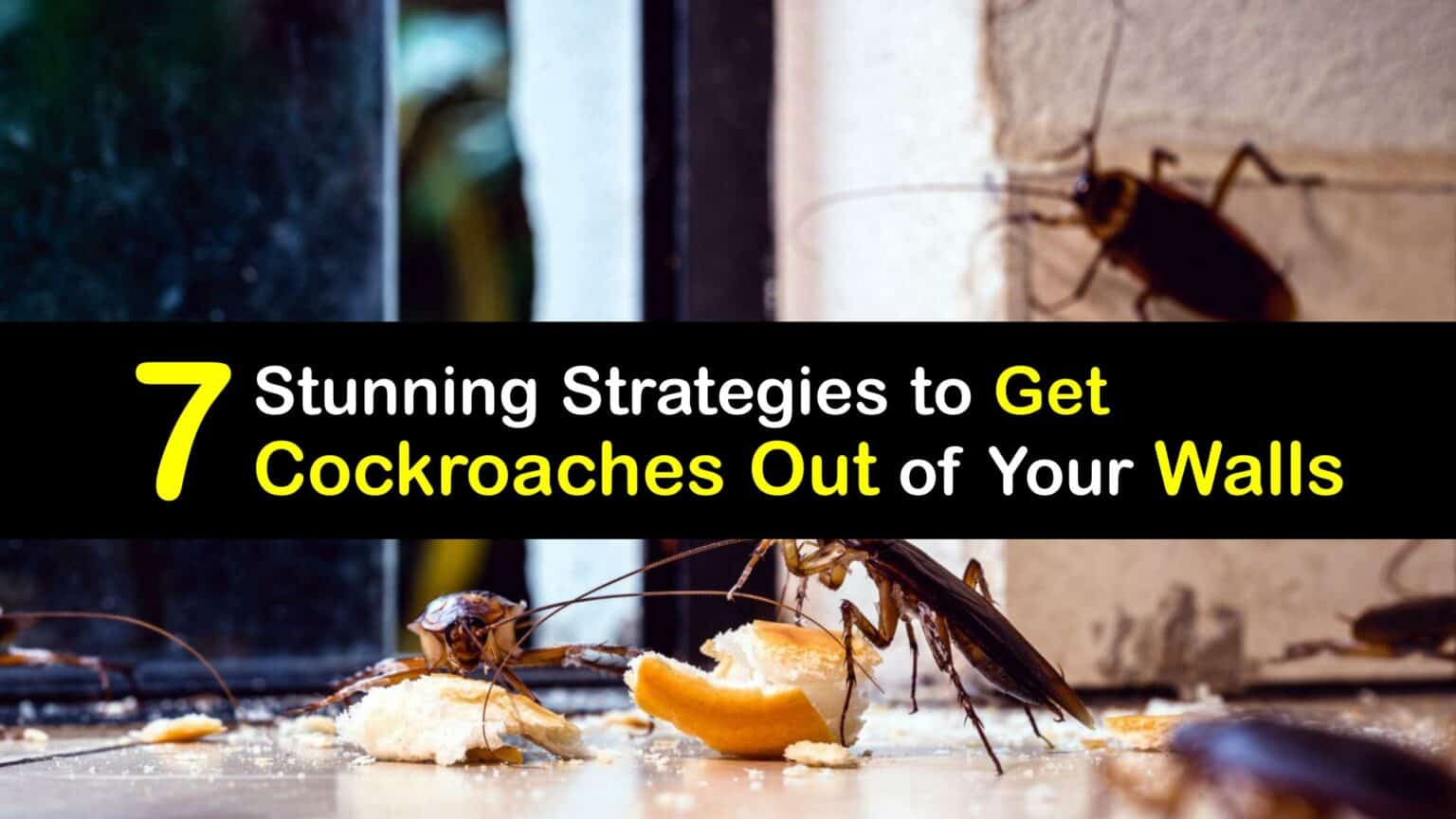 Removing Roaches - Awesome Tips to Get Roaches Out of Walls