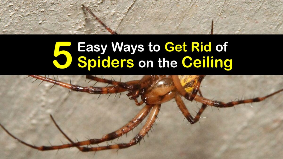 Killing Spiders - Tips for Getting Rid of a Spider on the Ceiling
