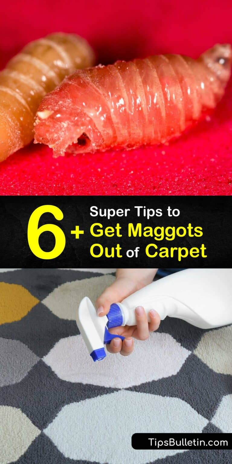 Pest Removal - Top Methods to Remove Maggots From Carpet