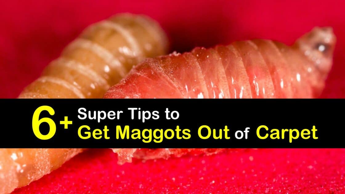 Pest Removal - Top Methods to Remove Maggots From Carpet