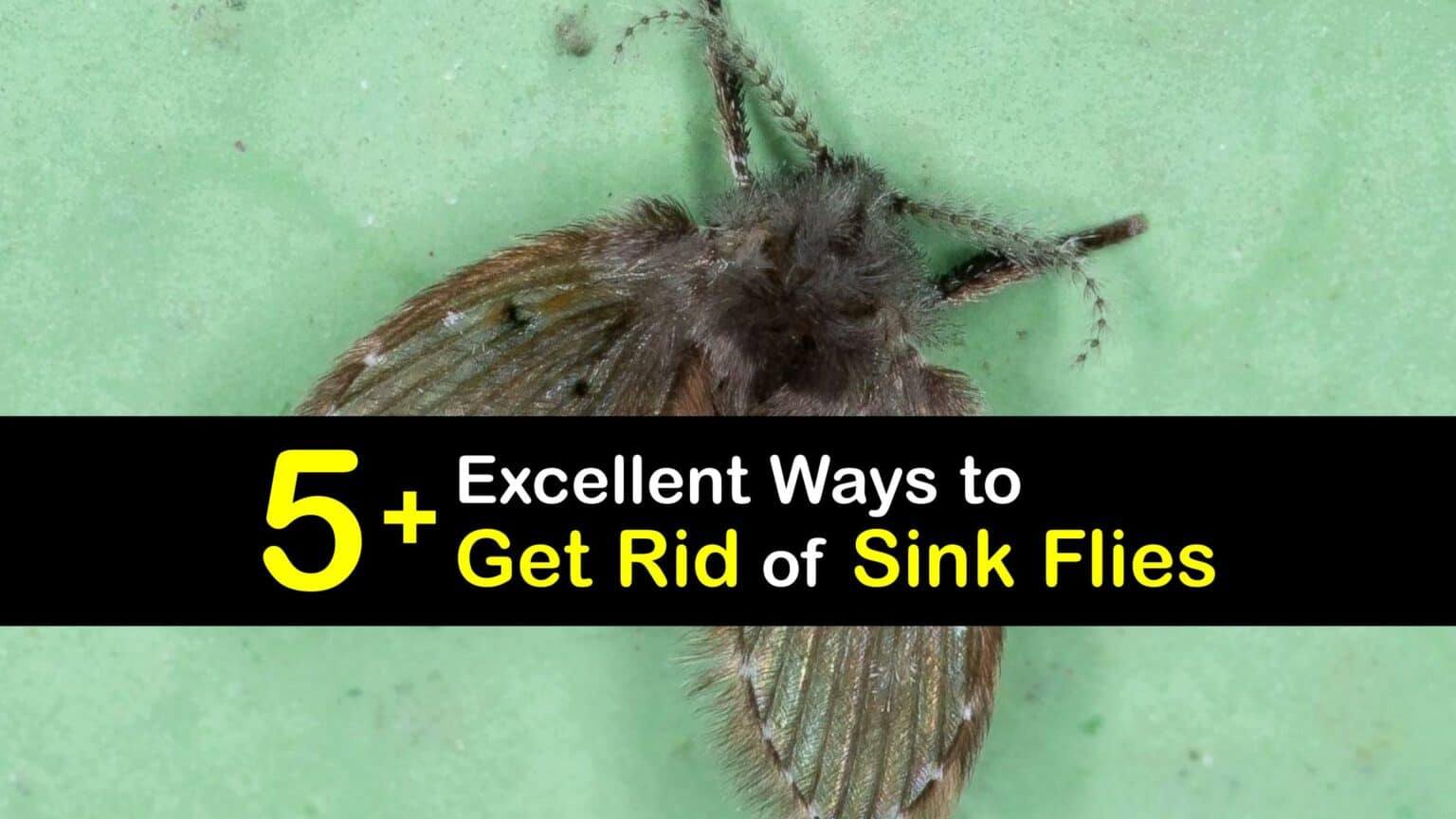 Gnat Removal - Top-Notch Solutions to Kill Flies in a Sink Drain