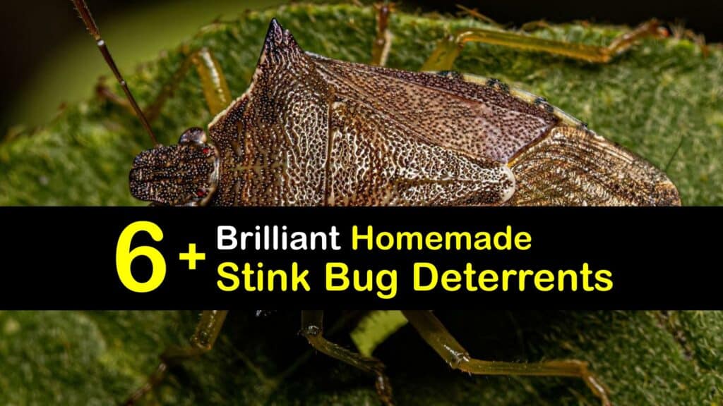 Naturally Deter Stink Bugs - DIY Stink Bug Repellents
