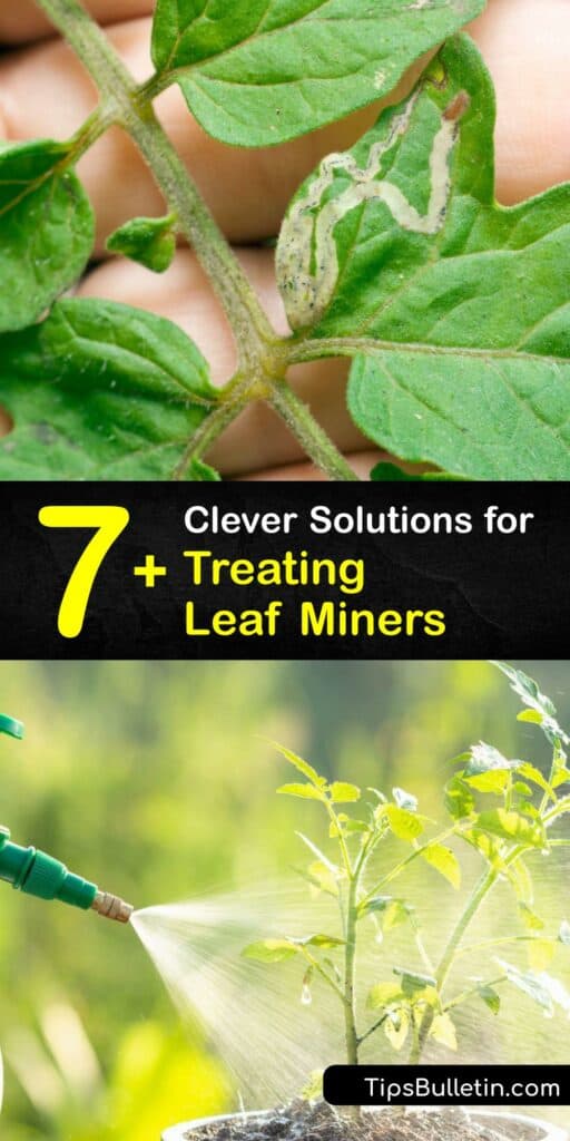 Treating Leaf Miners - Smart Tips for Controlling Leaf Miners